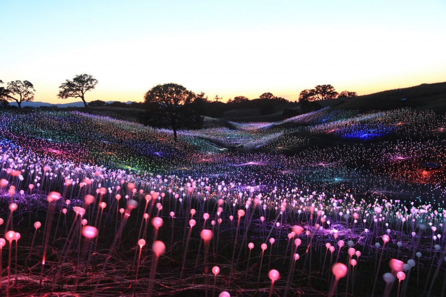 Field Of Light At Sensorio, Paso Robles
